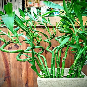 Mainam Lucky Bamboo Curly Dracaena sp Bundle US Nursery Live Aquarium Plants Freshwater Fish Tank House Plants Decorations Aquatic Plant 3 Days Pond Tropical