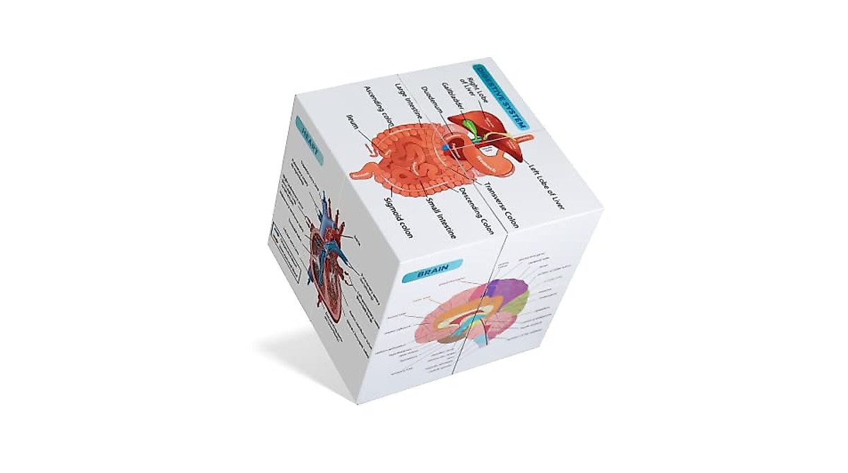 Human Anatomy Study Cube for Medical Students - kaitnax