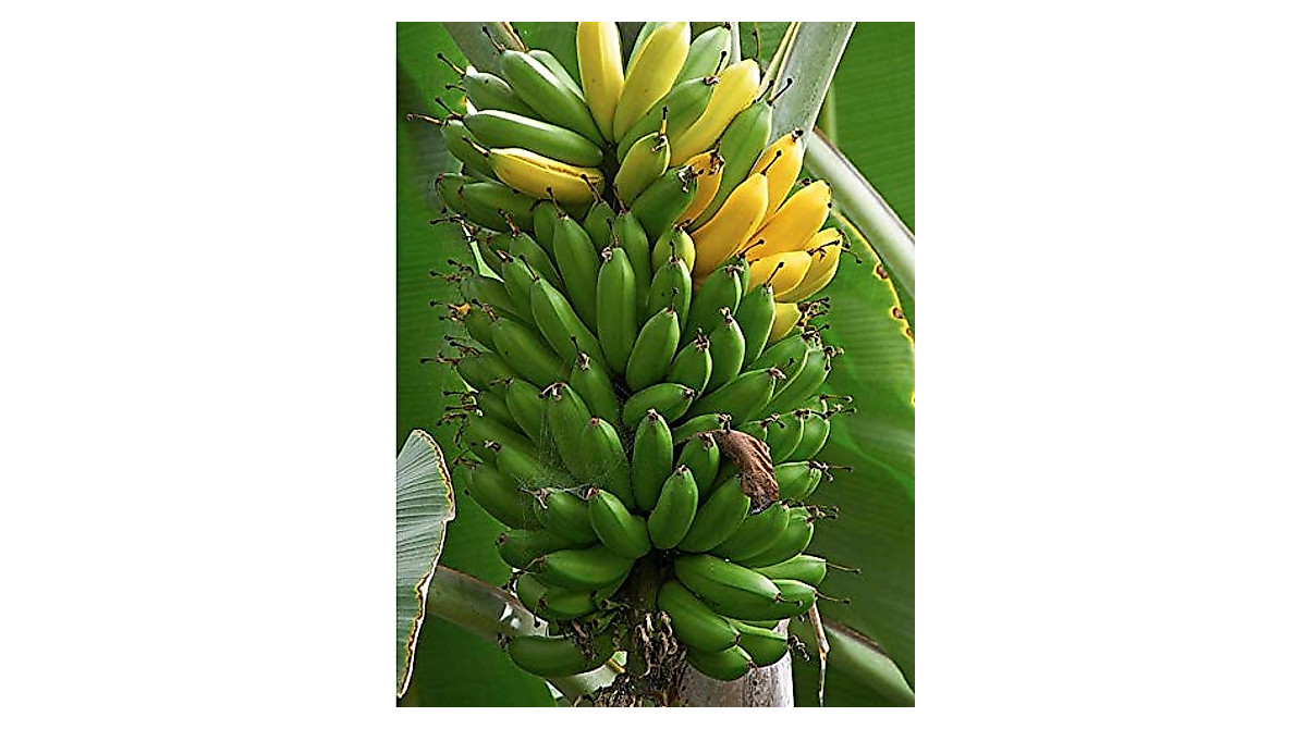 Oldworldtropicals Musa 'Dwarf' Banana Trees Live Cold Hardy Tropical ...