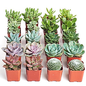 Shop Succulents Assorted Succulent Plant Pack Bulk Collection - Live Mini Succulent Plants, Low Maintenance, Mixture of Colors & Textures - Wedding and Party Favors, Gift & Garden, Pack of 20