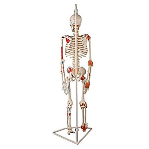 Ultrassist Human Skeleton Model, 33.5" Half Life Size Skeleton Replica with Spinal Nerves, Muscle Insertion and Origin Points, Includes Joint Ligaments for Human Anatomy Study, Hanging Style