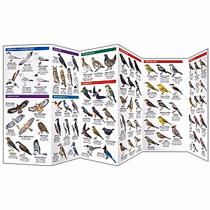 Alaska Birds: A Folding Pocket Guide to Familiar Species (Nature Observation North America)