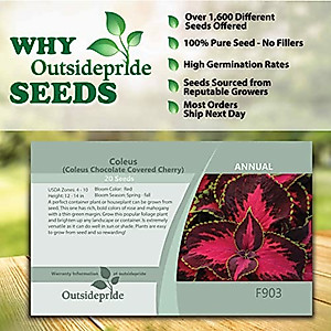 Outsidepride Coleus Chocolate Cherry Foliage Indoor Or Outdoor House Plant Flower Seeds -10 Seeds