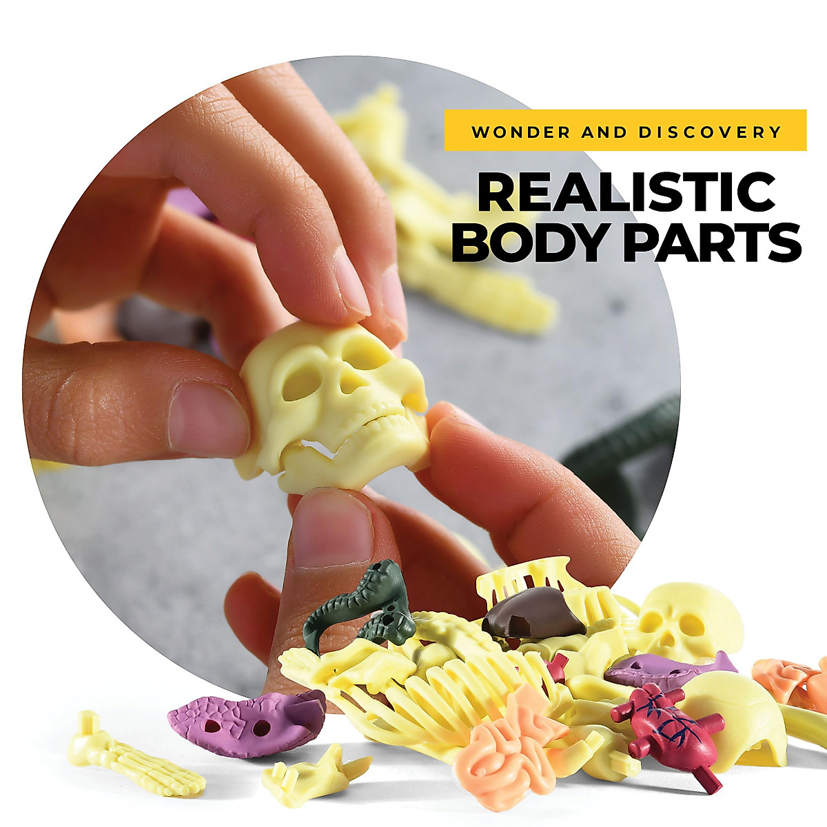 Rovox Human Anatomy for Kids Removable Skeleton Model and Torso Human Body for Kids STEM Toys Science Kit Full Body Anatomy Sets for Kids and Teens - 30 Piece Full Anatomy Toy Set - 11 Inches Tall