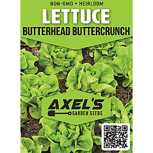 Lettuce Seeds for Planting - Plant & Grow Buttercrunch Lettuce Indoor/Outdoor Hydroponic Home Vegetable Gardens - 500 Heirloom Non GMO Seeds per Packet with Instructions, 1 Packet