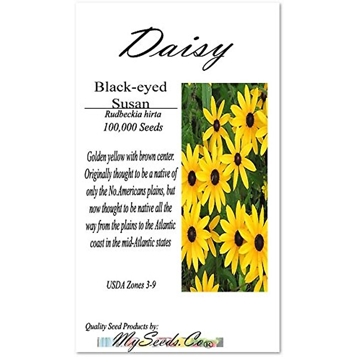 Big Pack - (100,000+) Black Eyed Susan Flower Seeds - Self Reseeds Rudbeckia hirta - Perfect Golden Cut Flowers - Flower Seeds by MySeeds.Co (Big Pack - Black Eyed Susan)