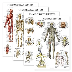 Palace Learning 4 Pack - Anatomical Poster Set - Laminated - Muscular, Skeletal, Ligaments of the Joints, Nervous System - Anatomy Chart Set (LAMINATED, 18” x 24”)