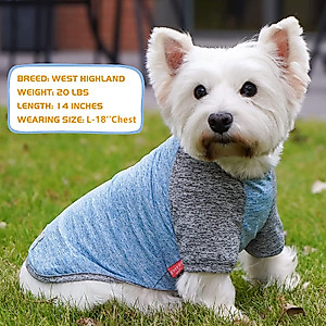 KYEESE 2 Pack Dog Shirts Quick Dry Quick Dry Lightweight Stretchy Dog T-Shirts with Reflective Label Raglan Sleeve Cat Shirts Protects Against Foxtails Dog Clothes