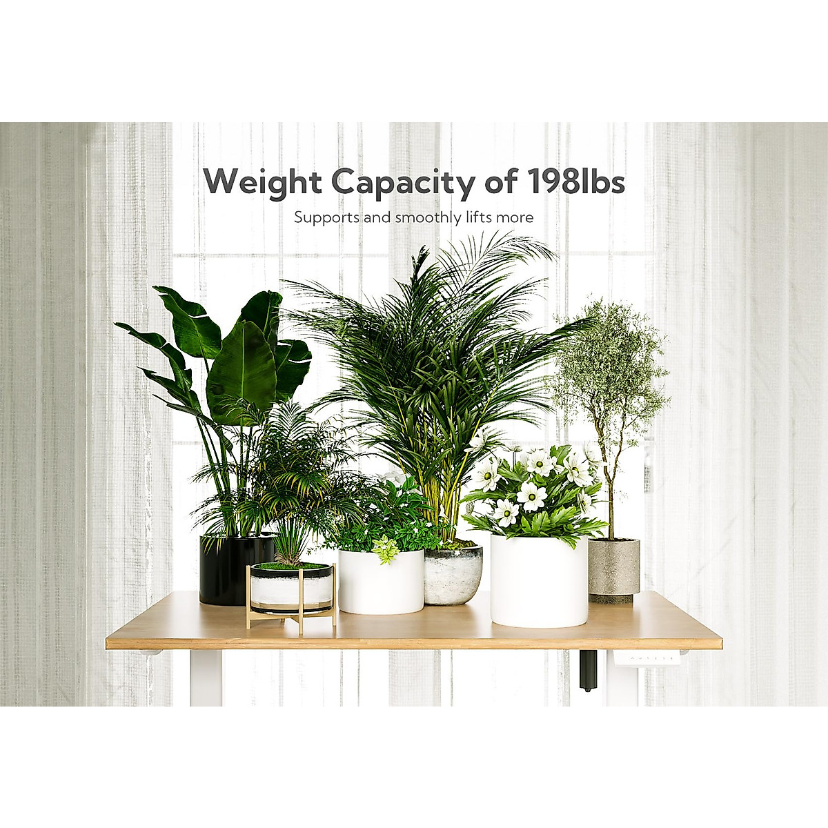 INNOVAR Solid Wood Electric Standing Desk, 55x24 Inches Adjustable Height Stand up Desk with Whole Piece Desktop, Sit Stand Home Office Desk White Frame/Nature Top