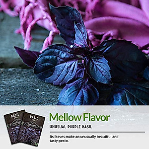 Survival Garden Seeds - Opal Basil Seed for Planting - Packet with Instructions to Plant and Grow Delicious & Unique Purple Basil Herb Plants in Your Home Vegetable Garden - Non-GMO Heirloom Variety