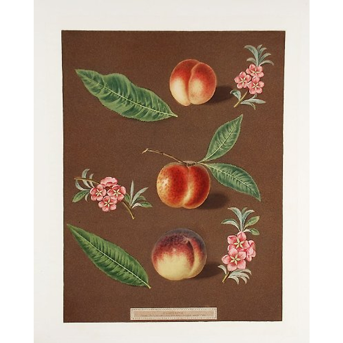 [Peach] Early Newington Peach; Buckinghamshire Mignonne; Mignonne Barrington Peach