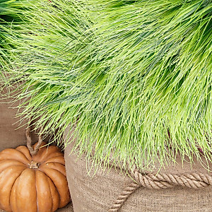 ZEOSTARO Artificial Grasses 12 Bundles Outdoor UV Resistant Fake Grass No Fade Faux Plastic Plants Garden Window Box Decorating(Green Grass)