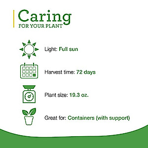 Bonnie Plants Jalapeno Hot Pepper Live Vegetable Plants - 4 Pack, Most Popular Chile Pepper, Non-GMO, 24 - 48 Inch Plants, 3 Inch Pepper Size