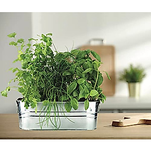 BUZZY Organic Windowsill Grow Kit | Kitchen Herbs: Basil, Cilantro, and Chives | Best Gardening Gifts, Favors, Parties, Events, Unique, and Fun | Growth Guaranteed