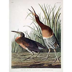 Salt Water Marsh Hen. From"The Birds of America" (Amsterdam Edition)