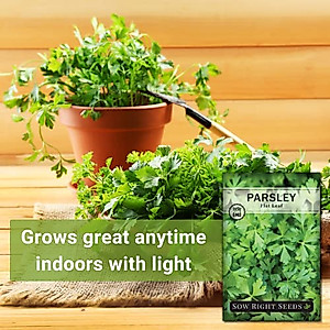 Sow Right Seeds - Flat Leaf Parsley Seed for Planting - Non-GMO Heirloom - Instructions to Plant and Grow a Kitchen Herb Garden, Indoor or Outdoor; Great Gardening Gift (1)
