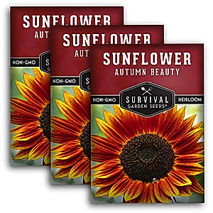 Survival Garden Seeds - Autumn Beauty Sunflower Seed for Planting - 3 Packs with Instructions to Plant and Grow Beautiful and Colorful Flowers in Your Home Vegetable Garden - Non-GMO Heirloom Variety