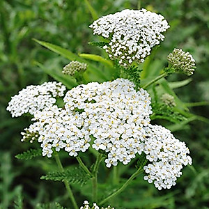 Outsidepride Perennial Achillea Millefolium Yarrow White Wild Flower & Herb Garden Plant - 1 LB