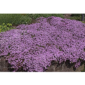 UtopiaSeeds Creeping Thyme Seeds - Thymus Serpyllum - Landscaping Ground Cover - Purple - Approximately 8000 Seeds