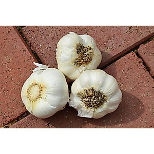 4 Early Italian Softneck Garlic Tubers Outdoors, Planting Ornaments Garden Perennials Simple to Grow Pots Gift