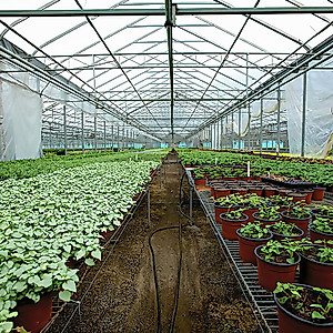 GRELWT Greenhouse Plastic Sheeting 12x25 ft, 6 mil Thickness Replacement Cover, UV Resistant