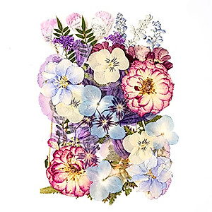 Blaflo 35+pcs Purple Flowers for Resin Model, Real Pressed Flowers Dry Leaves Bulk Natural Herbs Kit for Scrapbooking DIY Art Crafts, Epoxy Jewelry, Candle, Soap Making, Nails Decor