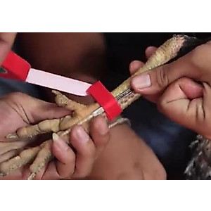 Dolphin Shop- Fabric Tapes for Rooster Gloves Gamefowl Poultry Botas para Gallos Breeding Chicken Supplies Prevent & Care Leg 2 pc Blue/Red Long 10 Yard (Rt2)