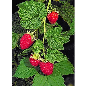 GreenWOW 200+ Red Raspberry Seeds - Non-GMO&Heirloom Organic Friut for Planting Home Garden/Outdoor