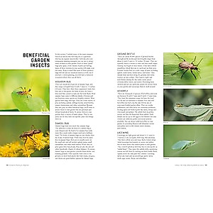 Companion Planting for Beginners: Pair Your Plants for a Bountiful, Chemical-Free Vegetable Garden