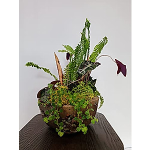 Liqui-Dirt Nano Powder All-Purpose Organic Complete Plant Food -18 Balanced Super Foods Blend of Vitamins Minerals Micro-Fungi and Bio-Organisms (1 Gallon)