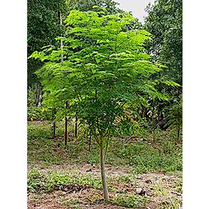 30 Seeds of The Tree of Life - The Moringa Tree - Easy to Grow, Fast Growing Tree