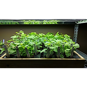 BlackBerry Plants "Prime-Ark Freedom" Price Includes Four (4) Plants