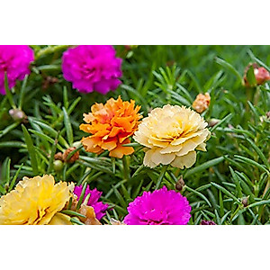 hua xian zi,Moss Rose (Portulaca Grandiflora) Mixed Colors 10000+ Fresh Seeds