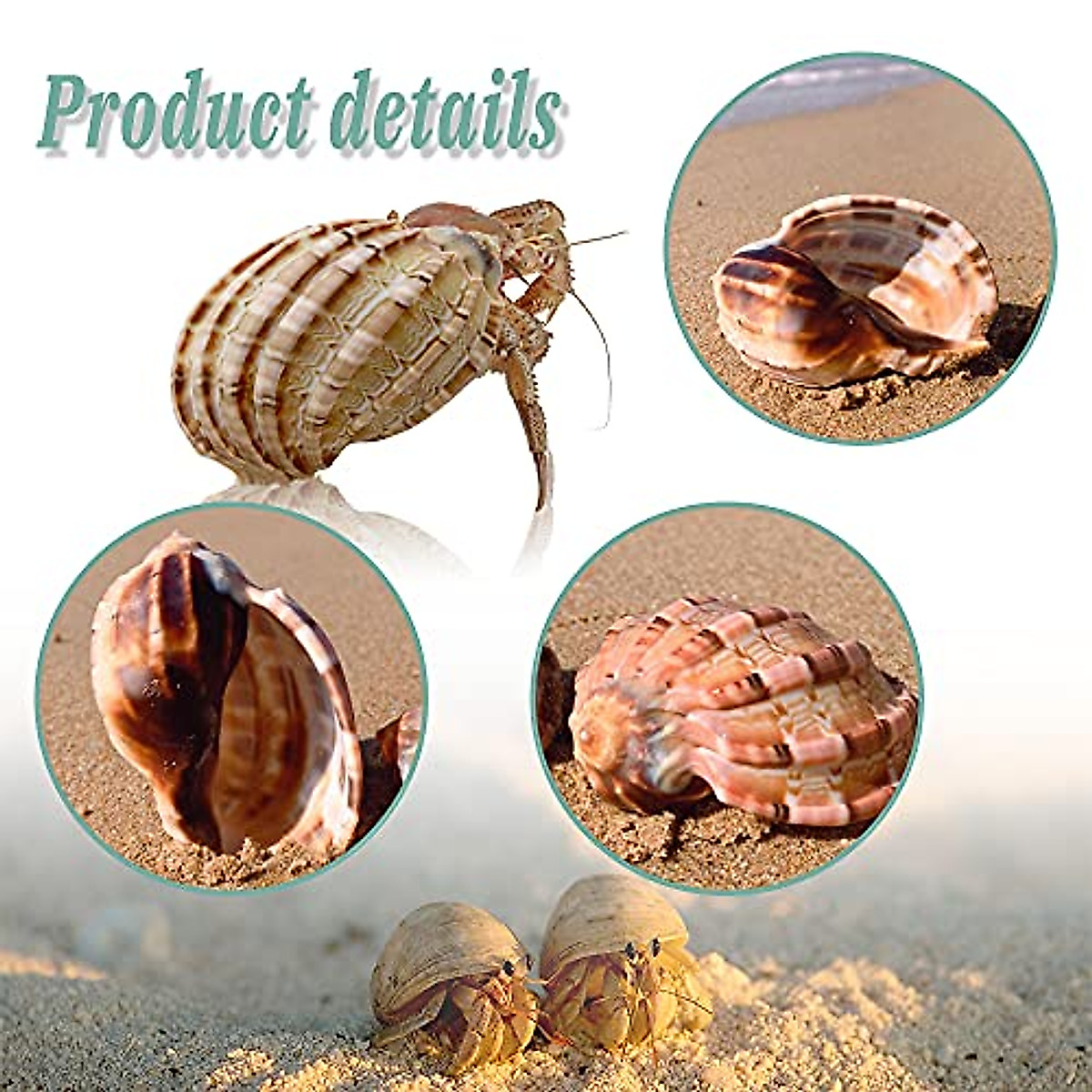 LeonBach 12 Pack Natural Hermit Crab Shells, Different Hermit Crab Supplies Hermit Crab House Crab Shell Ornaments Aquarium Decor Fish Tank Decoration, 1.2" to 3.15"