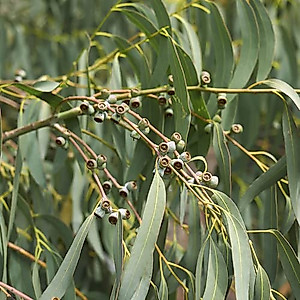 CHUXAY GARDEN Eucalyptus Globulus-Southern Blue Gum 25 Seeds Evergreen Tree Endemic Privacy Screen Road Edge Plants Easily Grow
