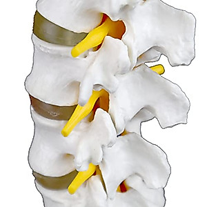 Vision Scientific VAV262 Medical Grade, Articulated Lumbar Spinal Column | Features 5 Lumbar/Vertebrae with Intervertebral Discs, Lumbar Nerves and Spinal Cord | Instruction Manual