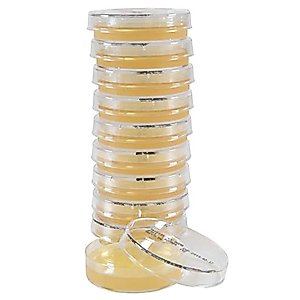 Tryptic Soy Agar (TSA), Small 15x60mm Plate, Order by The Package of 10, by Hardy Diagnostics