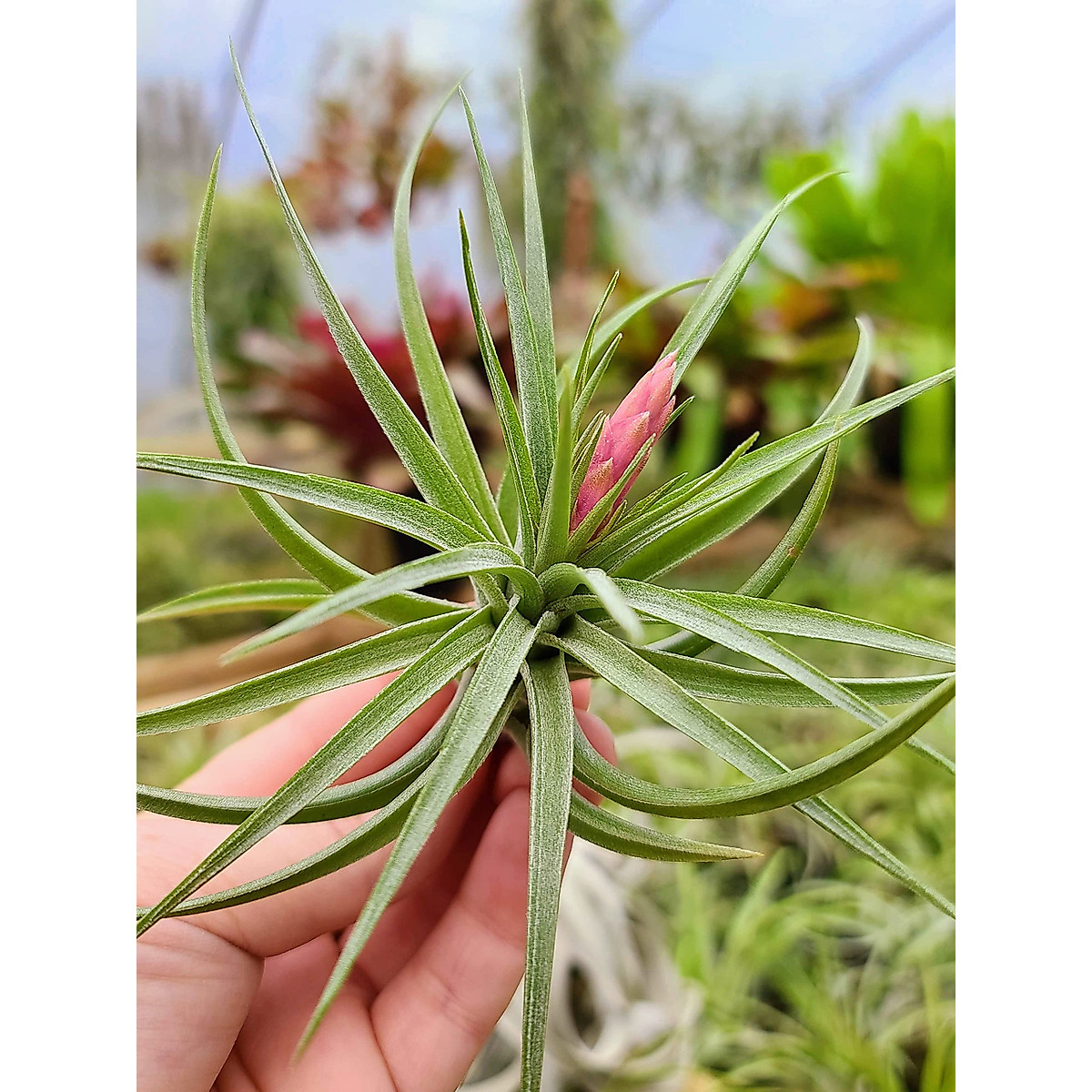 Air Plants - 1 Aeranthos - 3 to 5 Inch Air Plant - Color & Form Varies by Season - 30 Day Guarantee on Tillandsia from The Drunken Gnome (1, One Size 3-5")