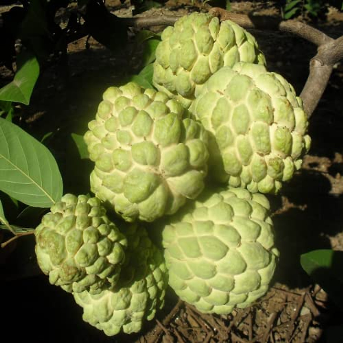 Annona Squamosa Sugar Apple Tree Live Plant - Asian Sugar Apple Fruit 9-14 Inc Height (Mãng Cầu Dai)