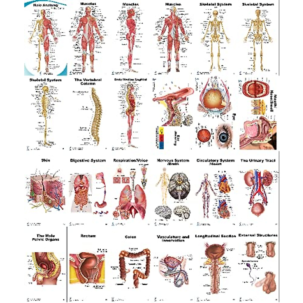 Skeletal System and Male Muscle Poster Set 24 x 36 inch, Extra Pocket Size Muscle Cards, Marker and Eraser Compatible