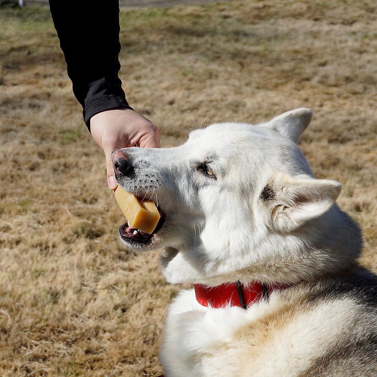 KATHMANDU'S Authentic Yak Cheese Himalayan Dog Chews - All Natural and Protein-Rich Nutrition Dog Treats, Long Lasting Chews for Aggressive Chewers, Odor & Gluten Free Yak Chew | Large (Pack of 2)
