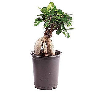 Brussel's Bonsai Live Gensing Grafted Ficus Indoor Bonsai Tree-4 Years Old 6" to 8" Tall with Plastic Grower Pot, Small, Blank