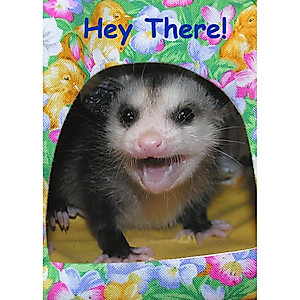 CafePress Possum/Opossum Birthday Card Folded Greeting Card Matte