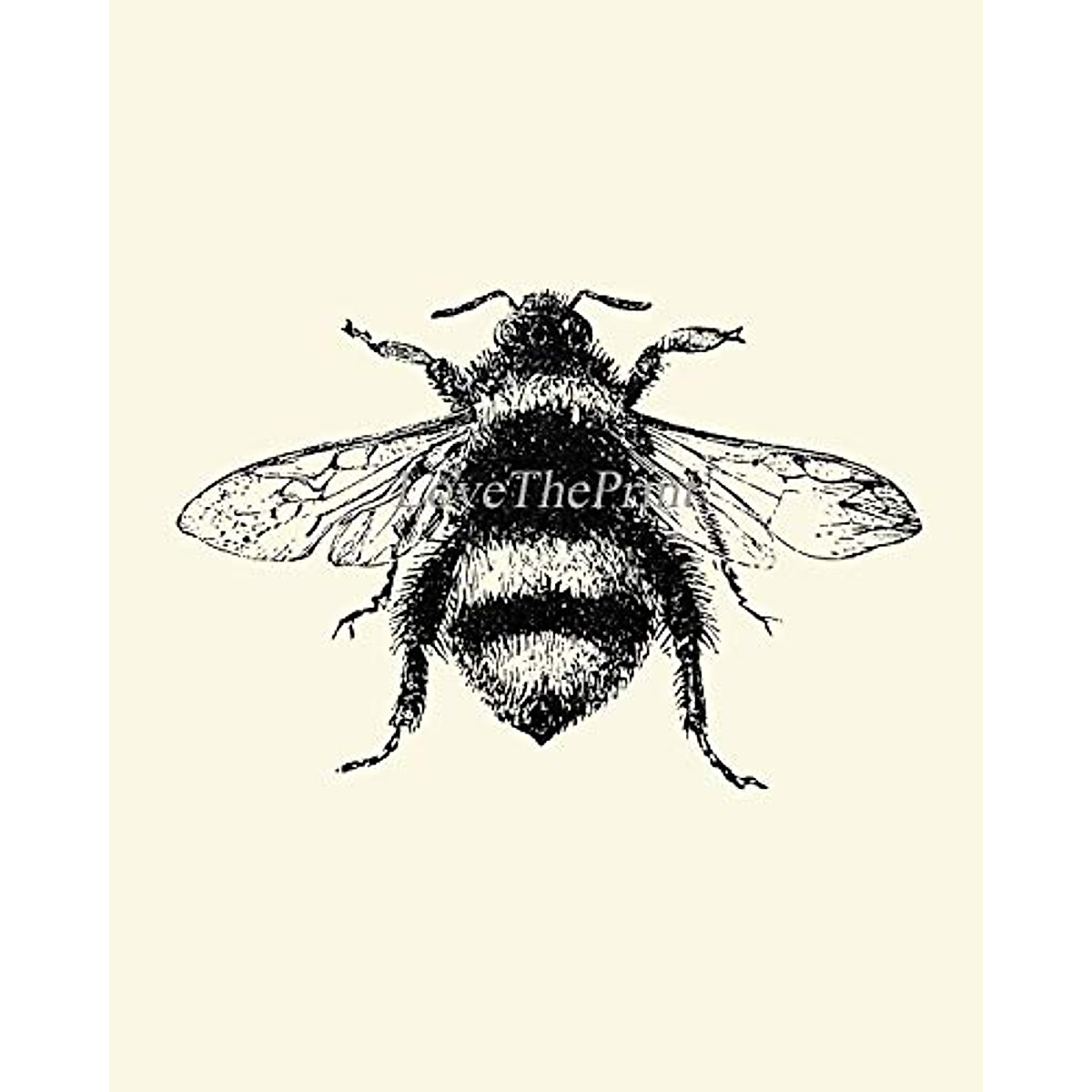 Bee Dragonfly Butterfly Wall Art Prints set of 3 Prints 8x10 - Unframed - Beautiful Black and White Illustration Ivory Natural Background Home Room Decor