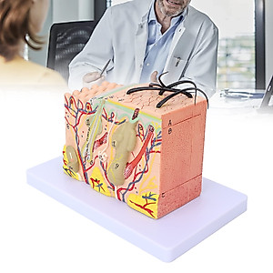 35x Enlarged Anatomical Skin Model for Cosmetology Study 3D Teaching Aids with Labeled Diagram Skin Model Ultrassist Skin Anatomy Model Teaching Tool for Science Study