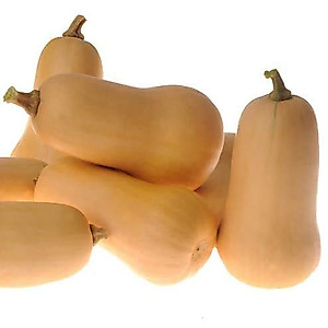 Waltham Butternut Winter Squash Seeds for Planting, 50+ Heirloom Seeds Per Packet, (Isla's Garden Seeds), Non GMO Seeds, Botanical Name: Cucurbita moschata,