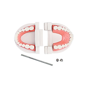 Standard Teeth Model, YOUYA DENTAL Kids Dental Teaching Study Supplies Adults Standard Typodont Demonstration Teeth Model(Without Wisdom Teeth)