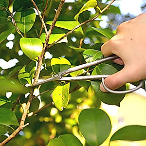 KAKURI Bonsai Twig Scissors 8.2" (210 mm) Professional Bonsai Tool, Japanese Stainless Steel, Silver, Made in JAPAN