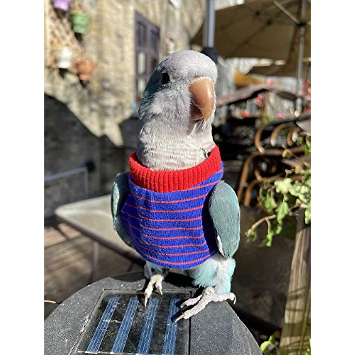 HEZHUO Bird Clothes， Parrot Bird Supplies, Light Flying Clothes, Warm and Comfortable, Tiger Skin, Green Cheek Parrot, Little Sun Parrot, Monk Parrot, Starling, mynah, Senegal Parrot, Mini Macaw (L)