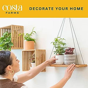 Costa Farms Live House Plants (6 Pack), Easy Grow Houseplants, Potted in Indoor Garden Plant Pots, Grower's Choice Clean Air Purifier Planter Set, Potting Soil Mix, Gift for Home and Office Decor